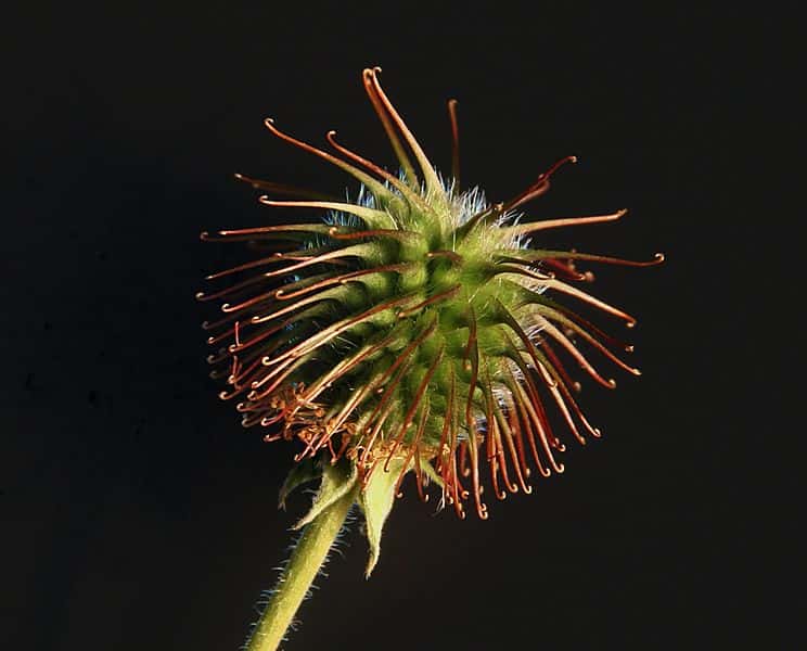 Définition | Biomimétisme - Bio-inspiration | Futura Sciences