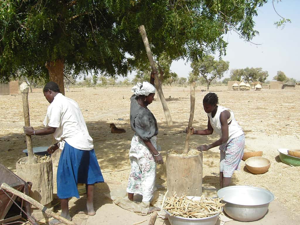 2023 : en plein dans le « mil » pour nourrir l'Afrique