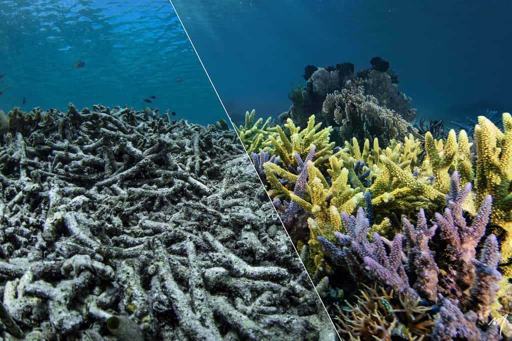 Coraux en péril : état des lieux d’un écosystème en danger