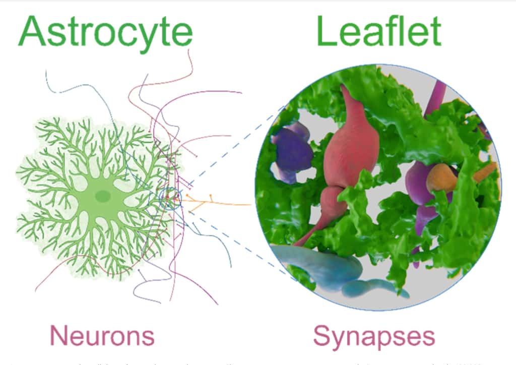 Longtemps négligées, ces cellules pourraient détenir les clés des ...