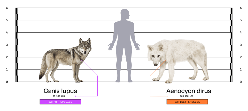 On n’avait pas entendu son hurlement depuis 13 000 ans : des chercheurs ...