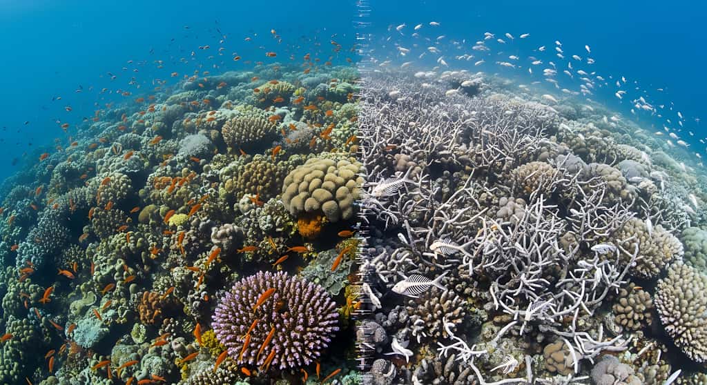 En voulant purifier l’air, on a peut-être déclenché un « choc terminal ...