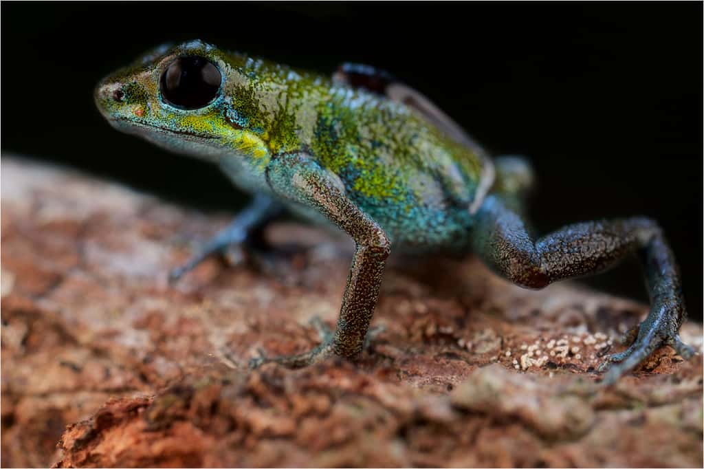 Oophaga pumilio, une grenouille entre vert et bleu - Photos Futura