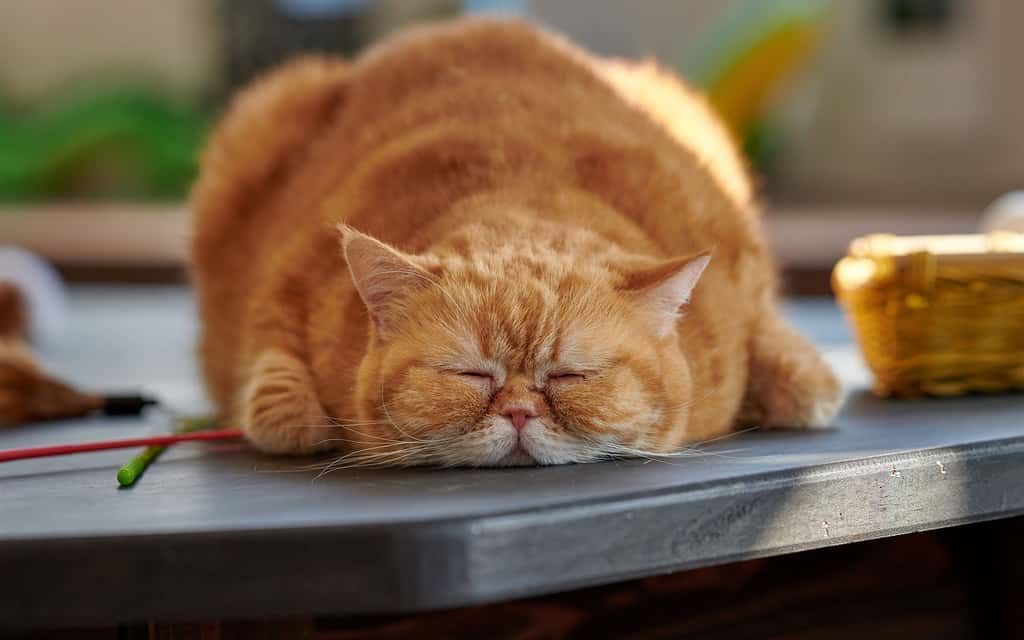 L'Exotic Shorthair au nez écrasé, la douceur d'un nounours - Photos Futura
