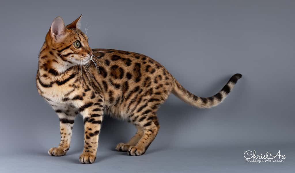 Le chat Bengal, ou « petit léopard », adore l'eau - Photos Futura