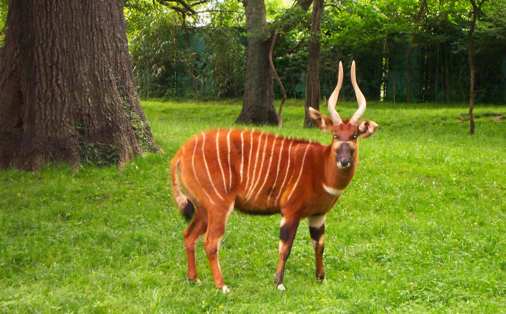 Le bongo déguste avec régal du bois brûlé - Photos Futura