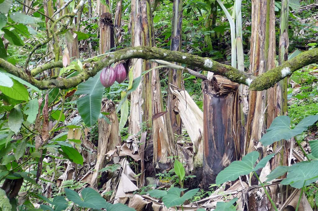 Le cacaoyer et les cabosses de cacao (fleurs, couleurs…) | Dossier