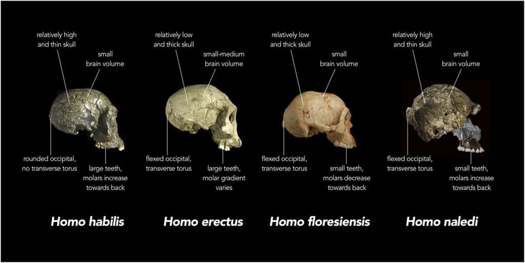 Les origines de l'Homme | Dossier