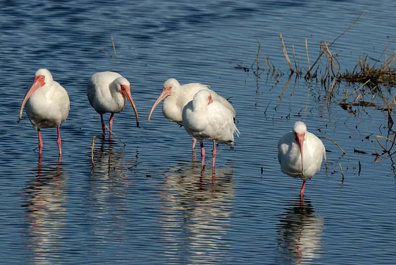 Définition | Ibis blanc - Eudocimus albus