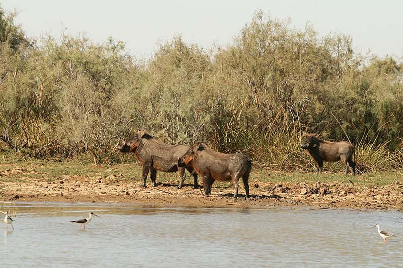 Définition | Phacochère commun - Phacochoerus africanus
