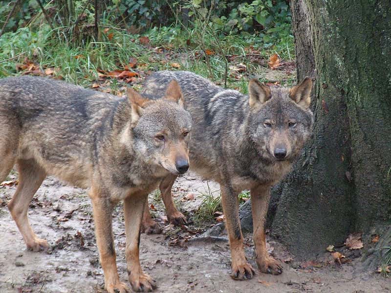 Définition | Loup Ibérique - Canis lupus signatus