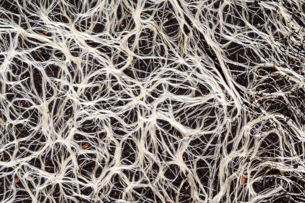 Ce matériau vivant est bluffant : on peut en faire des murs, des ...