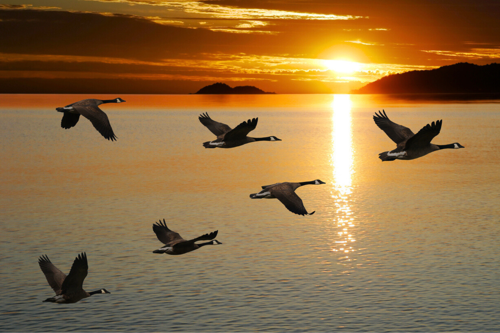 Comment les oiseaux migrateurs parcourent-ils des milliers de ...