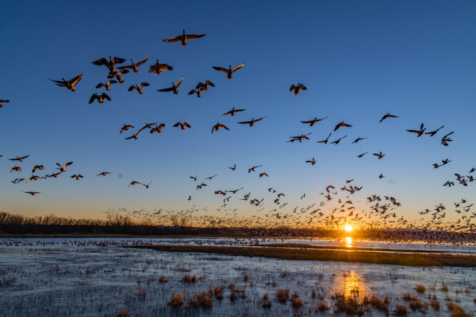 Comment les oiseaux migrateurs parcourent-ils des milliers de ...