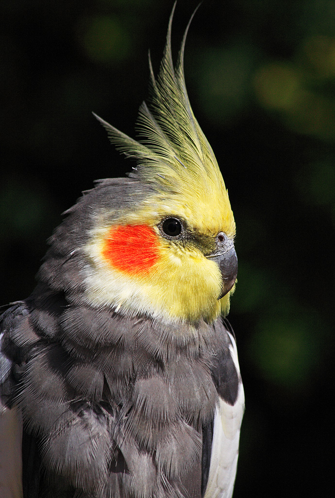 La calopsitte élégante : une perruche qui aime communiquer
