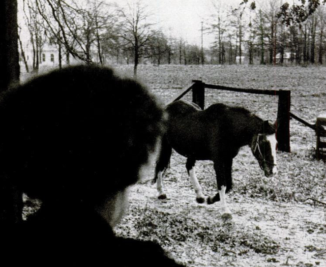 L’histoire déroutante du cheval qui prédisait l’avenir