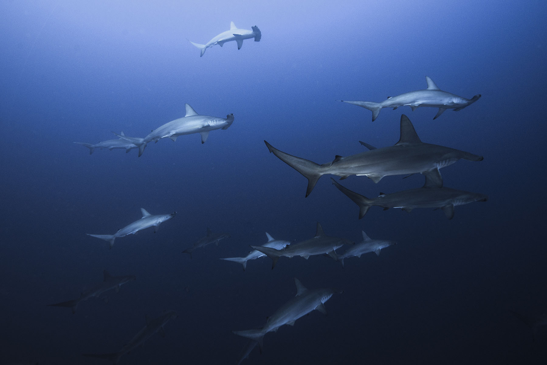 Les requins vont-ils envahir nos côtes avec le réchauffement climatique