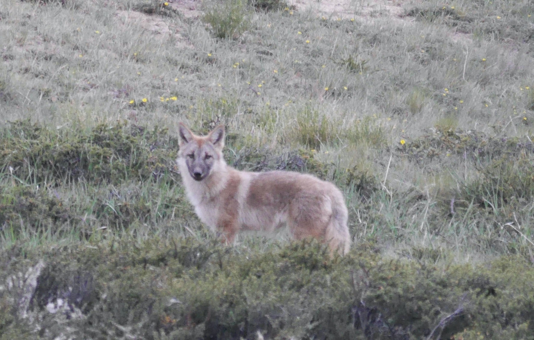 La vie en altitude a créé une nouvelle espèce de loup