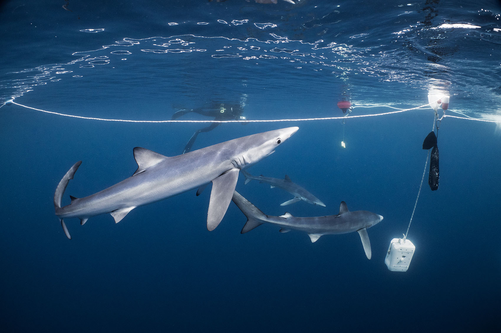 Nourrir les requins : une menace ou une chance pour leur survie ? Le ...