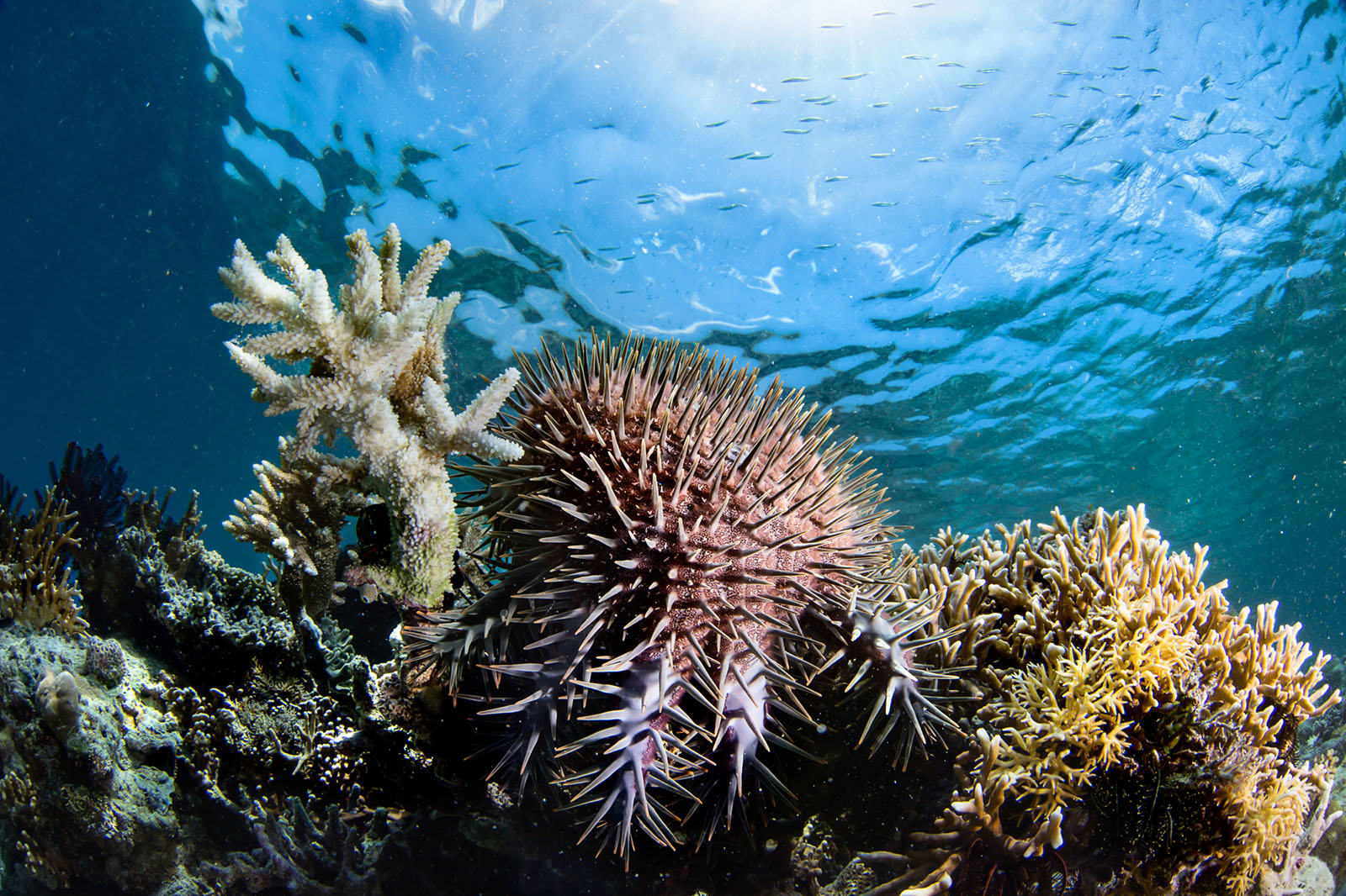 Coraux en péril : état des lieux d’un écosystème en danger