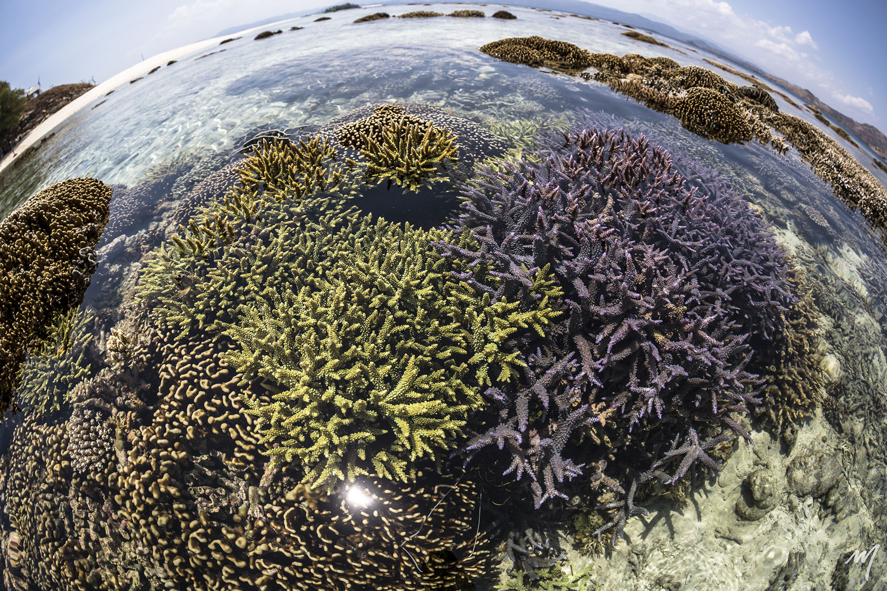 Coraux en péril : état des lieux d’un écosystème en danger