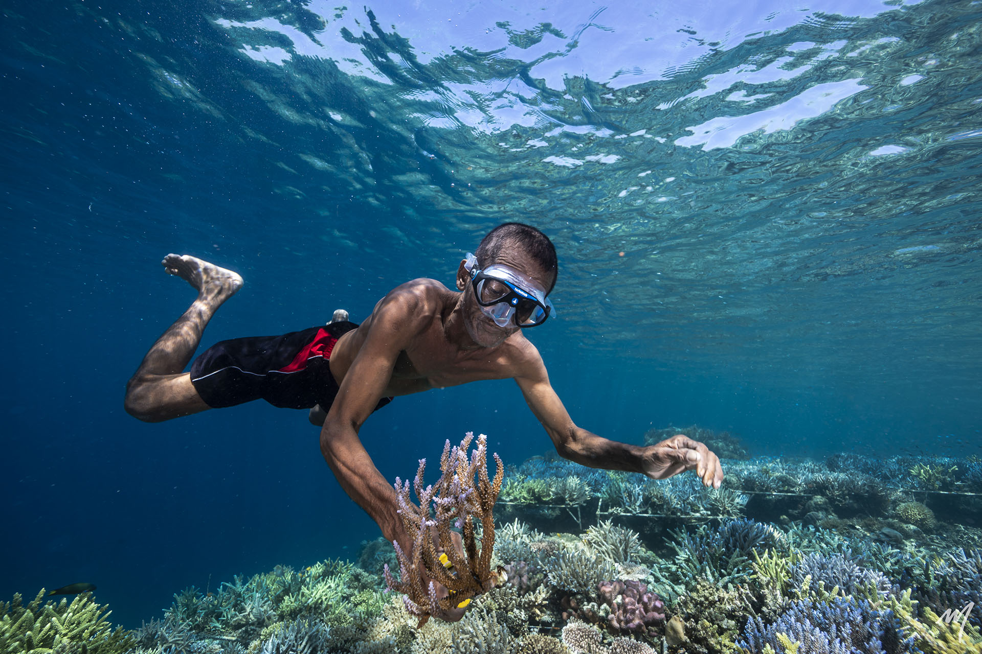 Coraux en péril : état des lieux d’un écosystème en danger