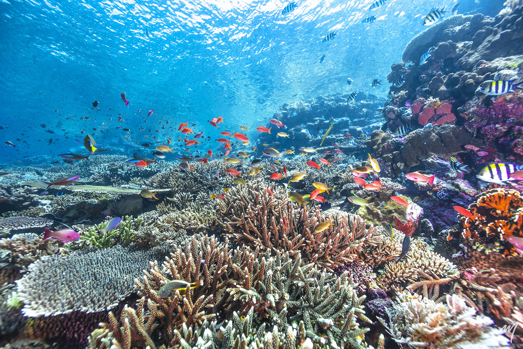 Coraux en péril : état des lieux d’un écosystème en danger