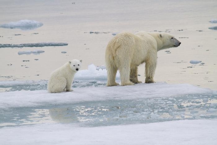 Images rares et bouleversantes : ce que des caméras cachées révèlent ...