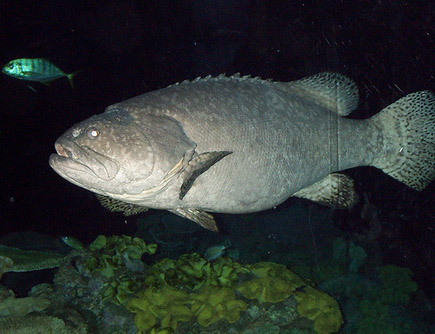 L’histoire du premier poisson à avoir survécu à une chimiothérapie