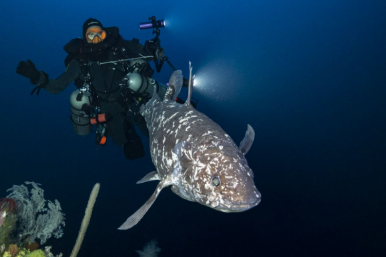 Rencontre inattendue : ils tombent sur un poisson vieux de 400 millions ...