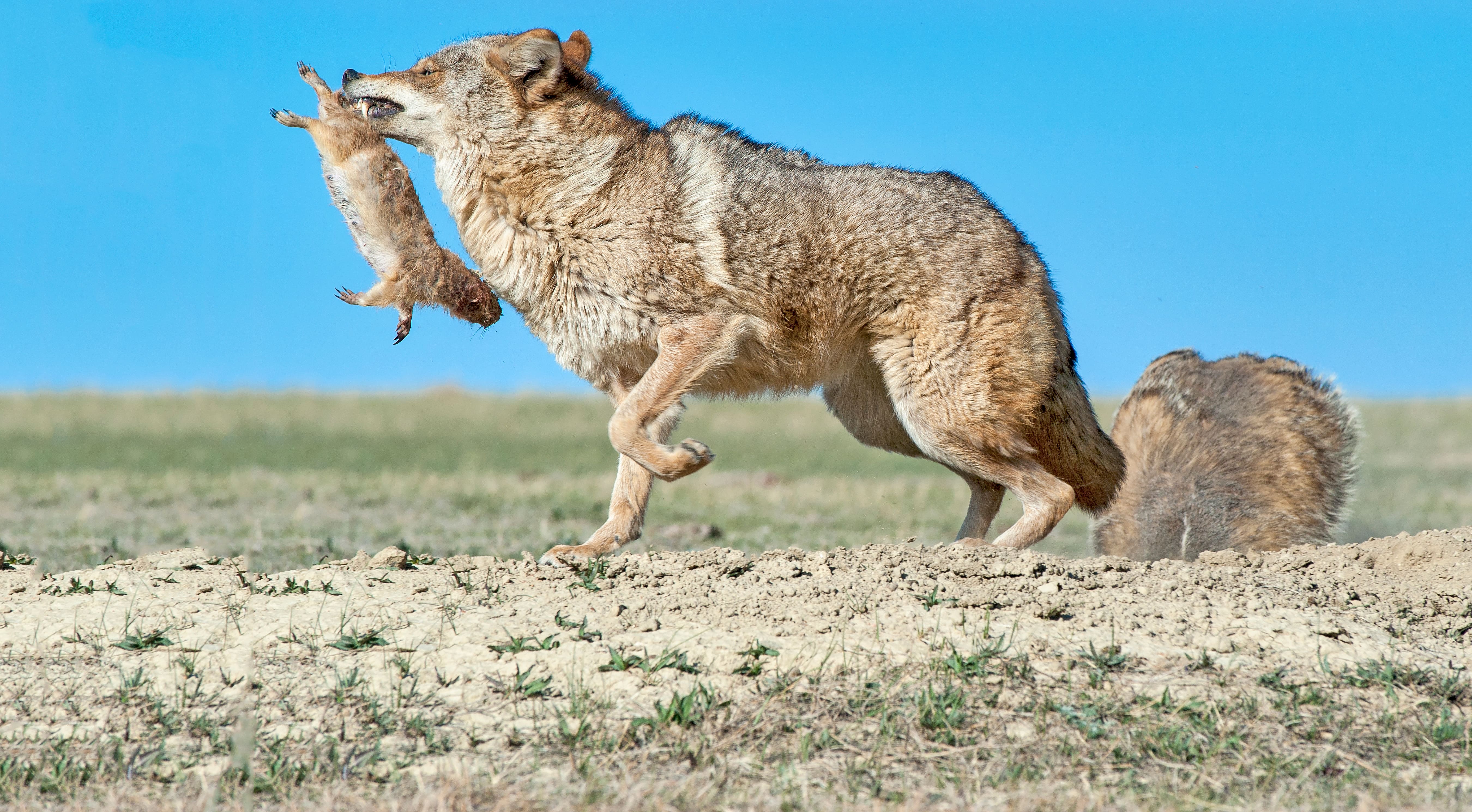 Le coyote fait équipe avec le blaireau pour chasser