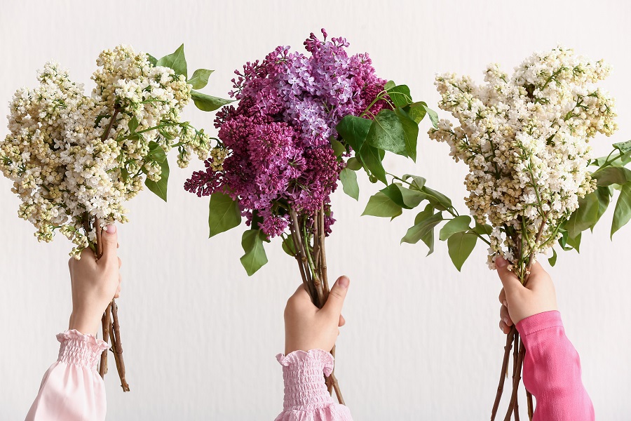 Comment prolonger la floraison d'un bouquet de lilas