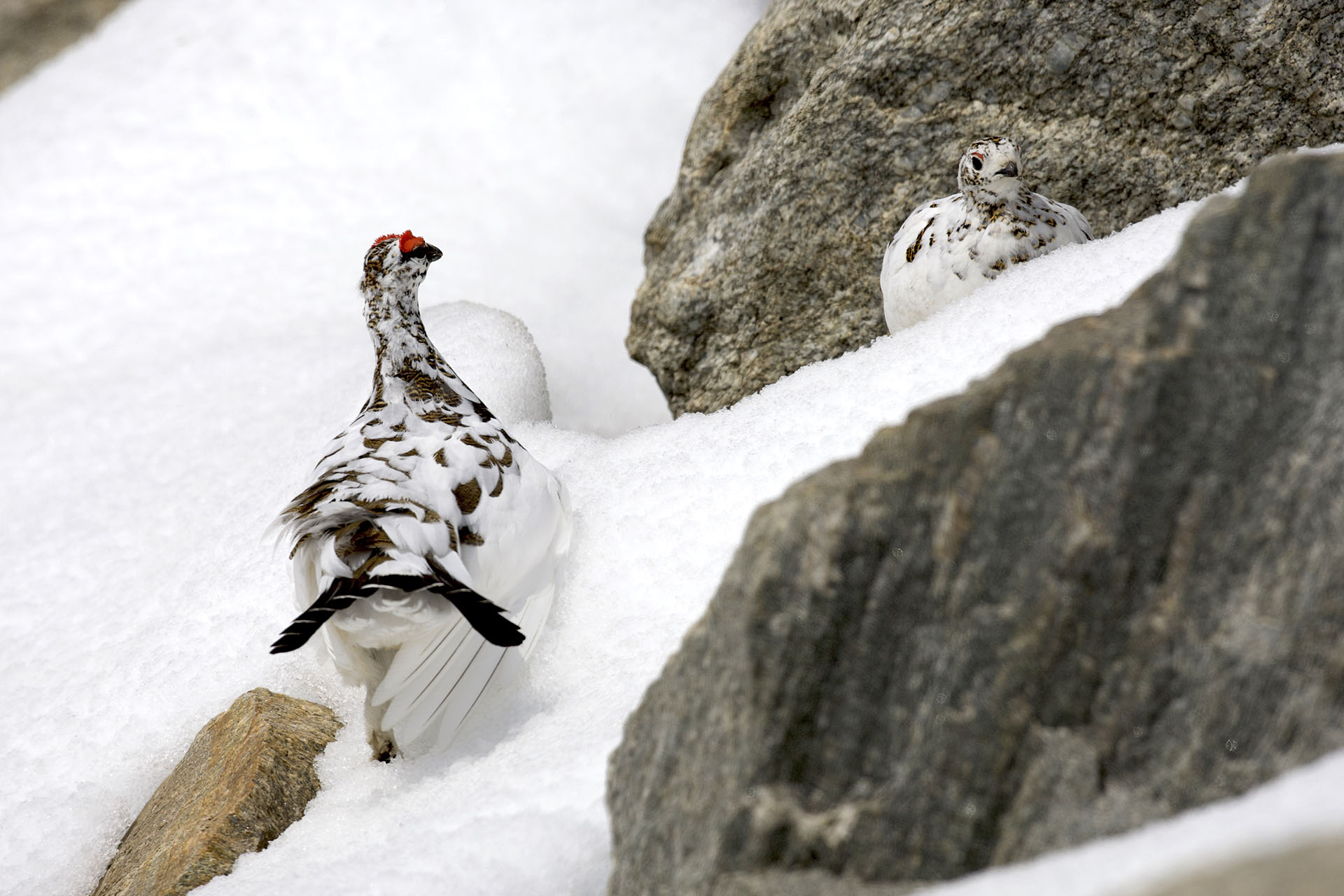 Lagopèdes alpins ou perdrix des neiges - Photos Futura