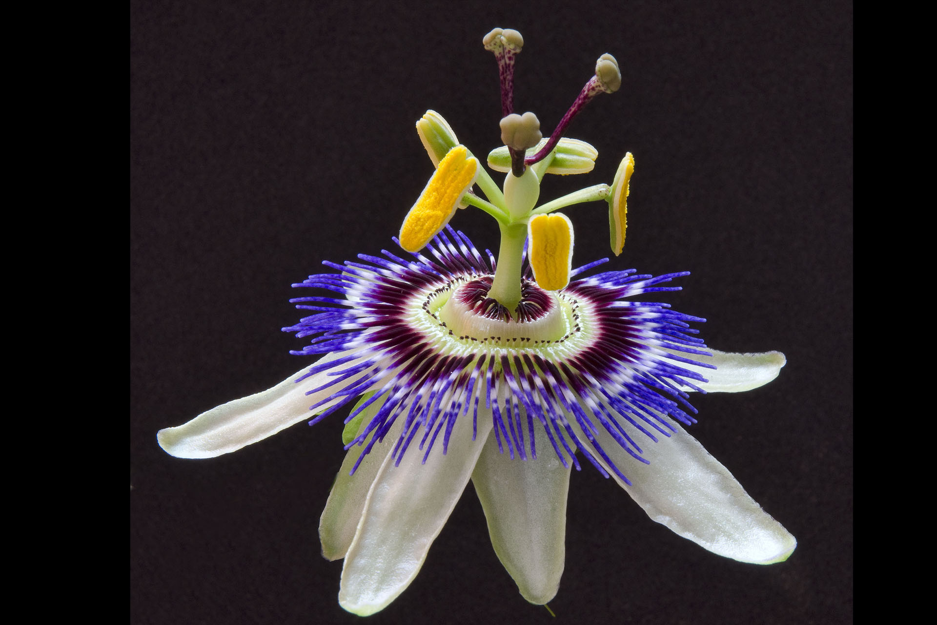 Fleur de la Passion, la fleur dans la démesure : des étamines et un ...