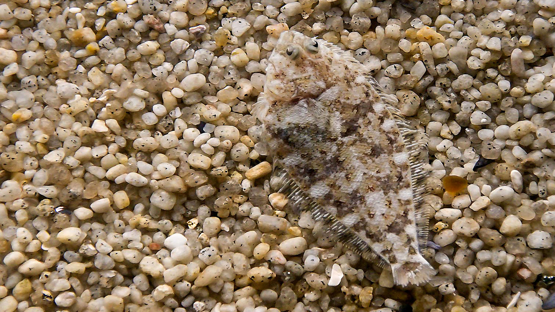 Définition | Poisson