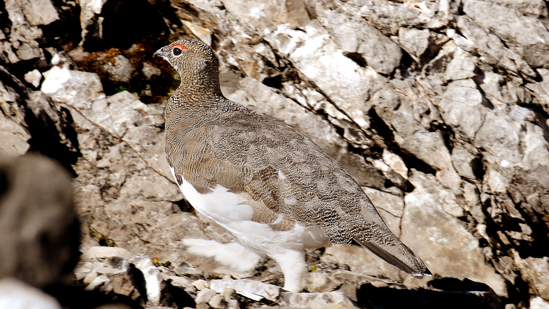 Le lagopède alpin, ou Perdrix des neiges, le maître du camouflage ...