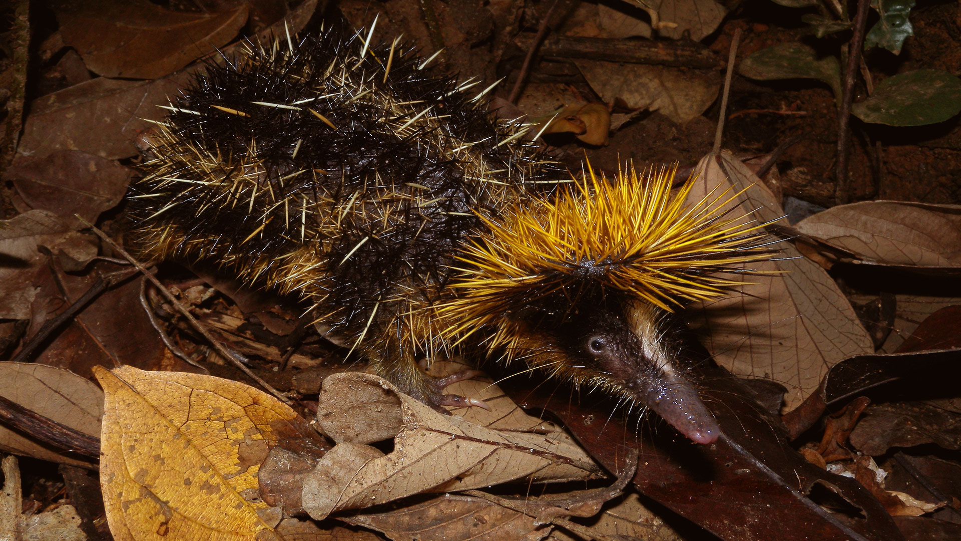 Le tenrec strié des plaines, un mammifère endémique de Madagascar ...