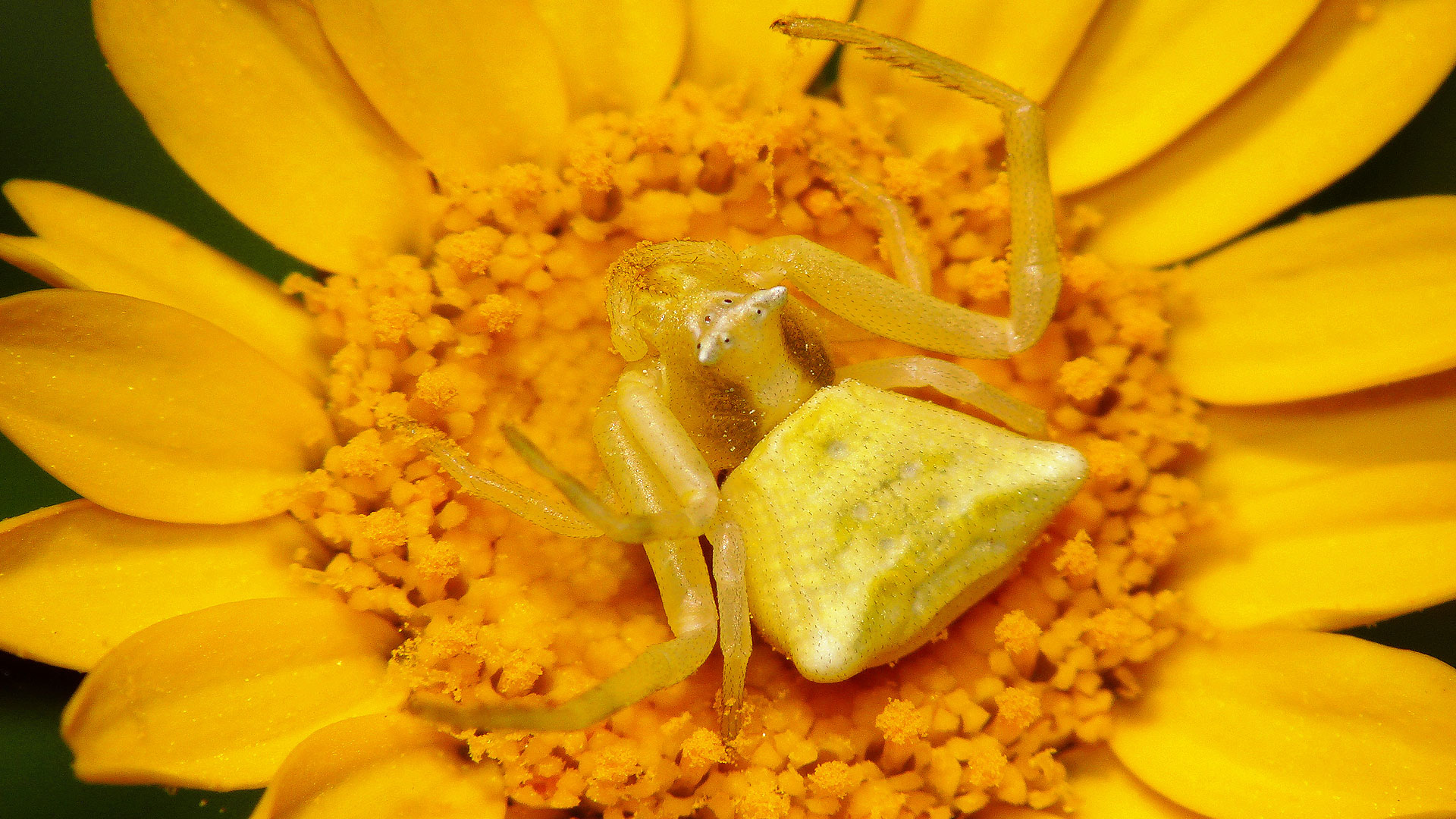 Le Thomise enflé, ou araignée-crabe, se camoufle dans les fleurs - Photos Futura