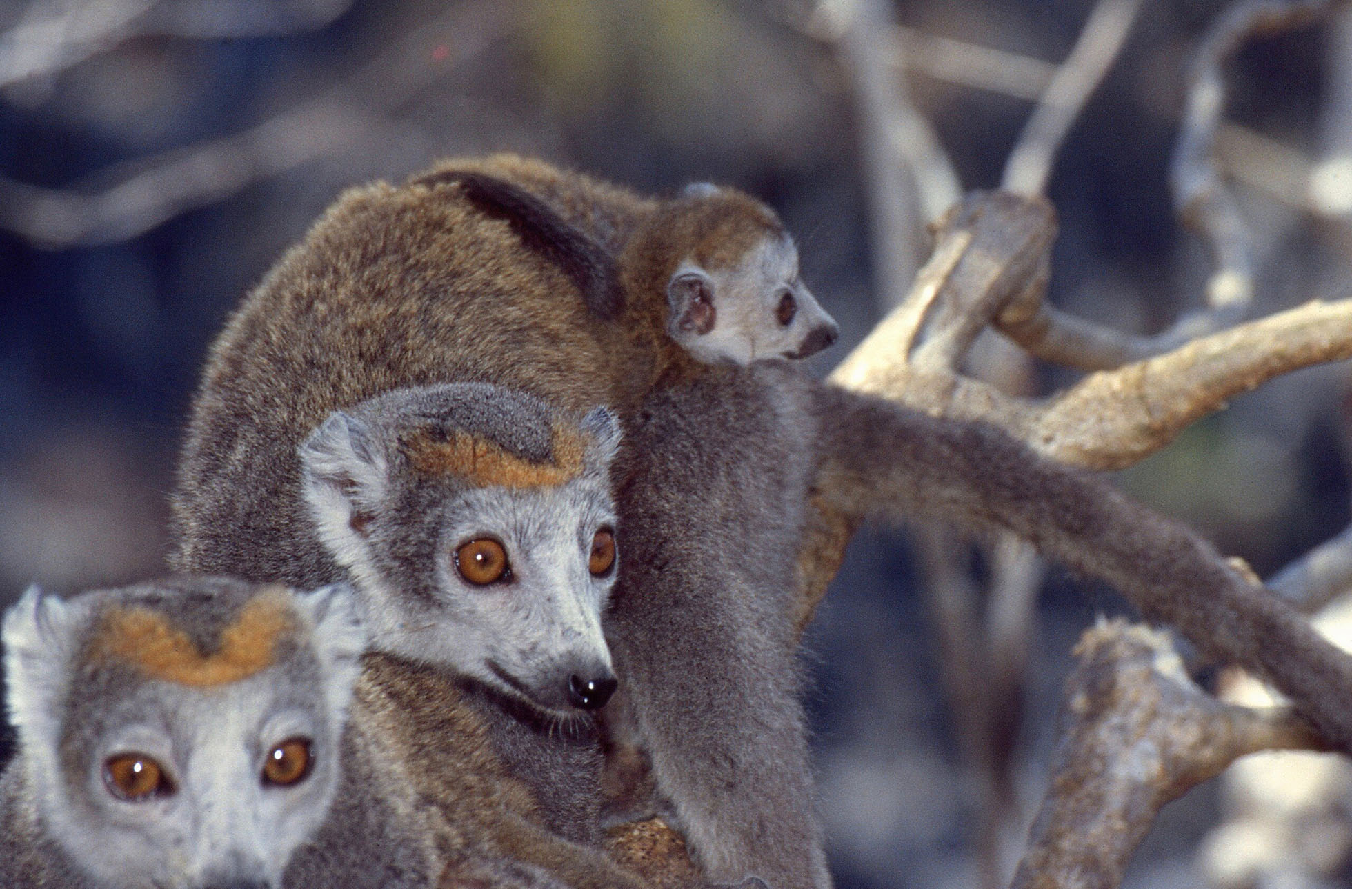 Définition | Rat de laboratoire - Rattus norvegicus