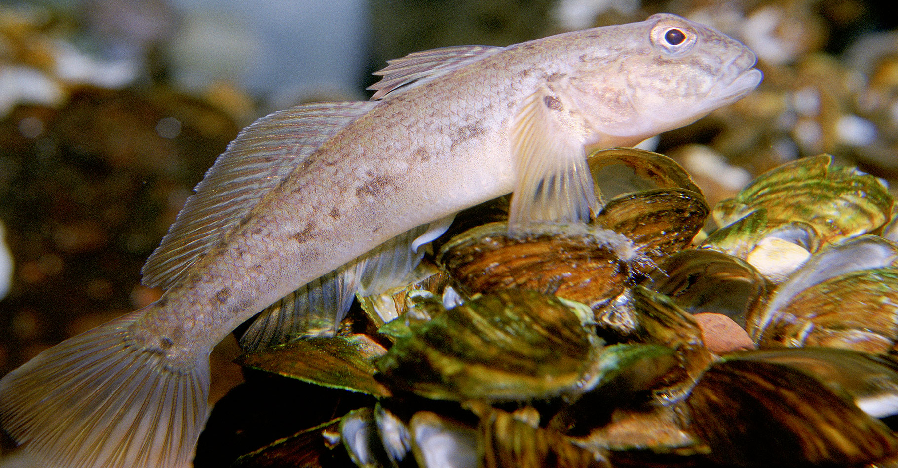 Classification Des Poissons Dossier Classification Des Poissons Dossier