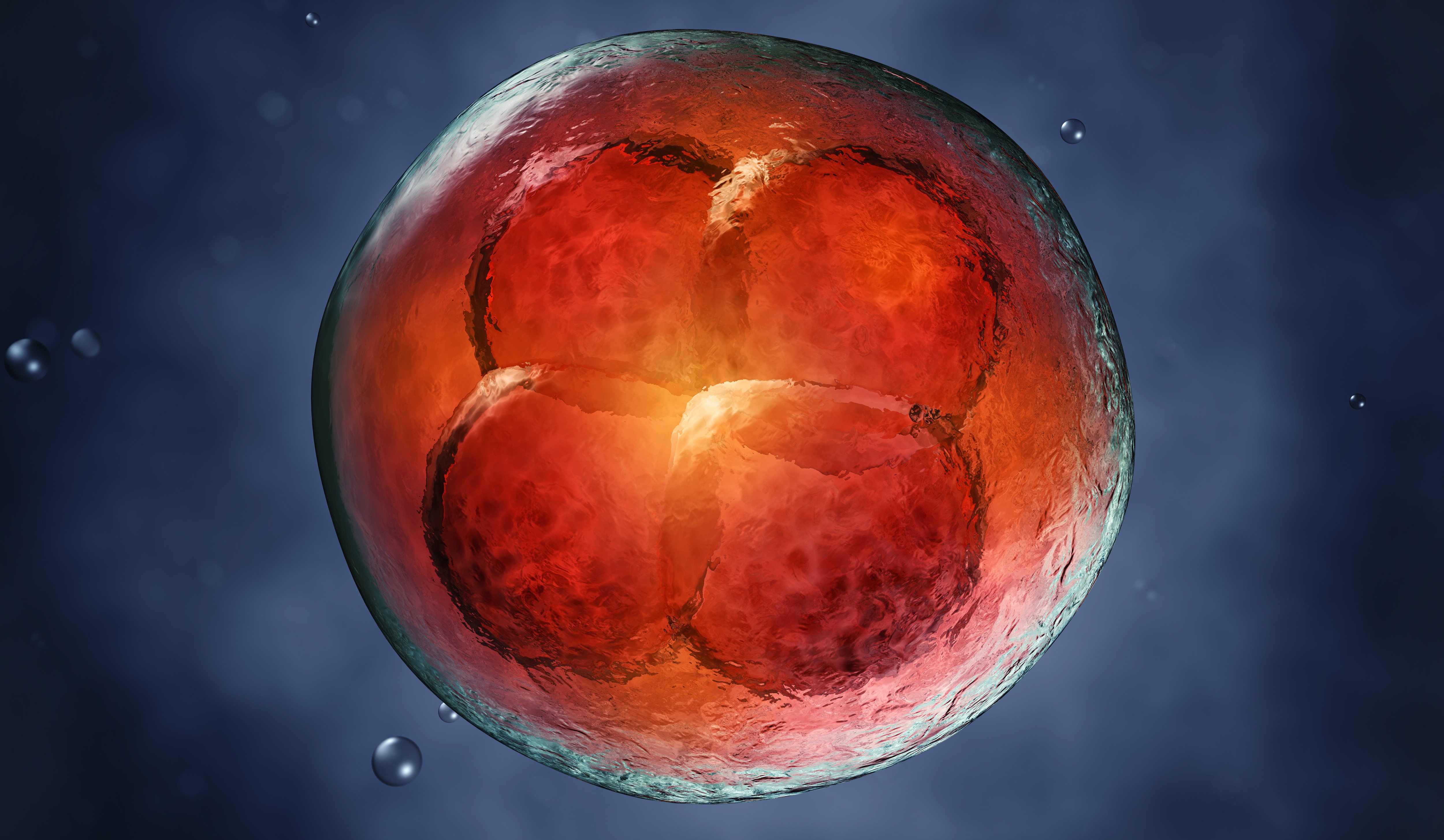 Une première mondiale : des chercheurs filment en direct l’implantation ...