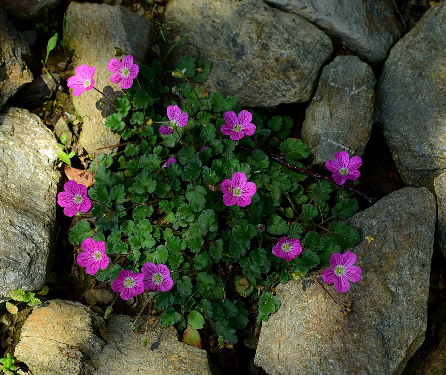 Définition | Erodium