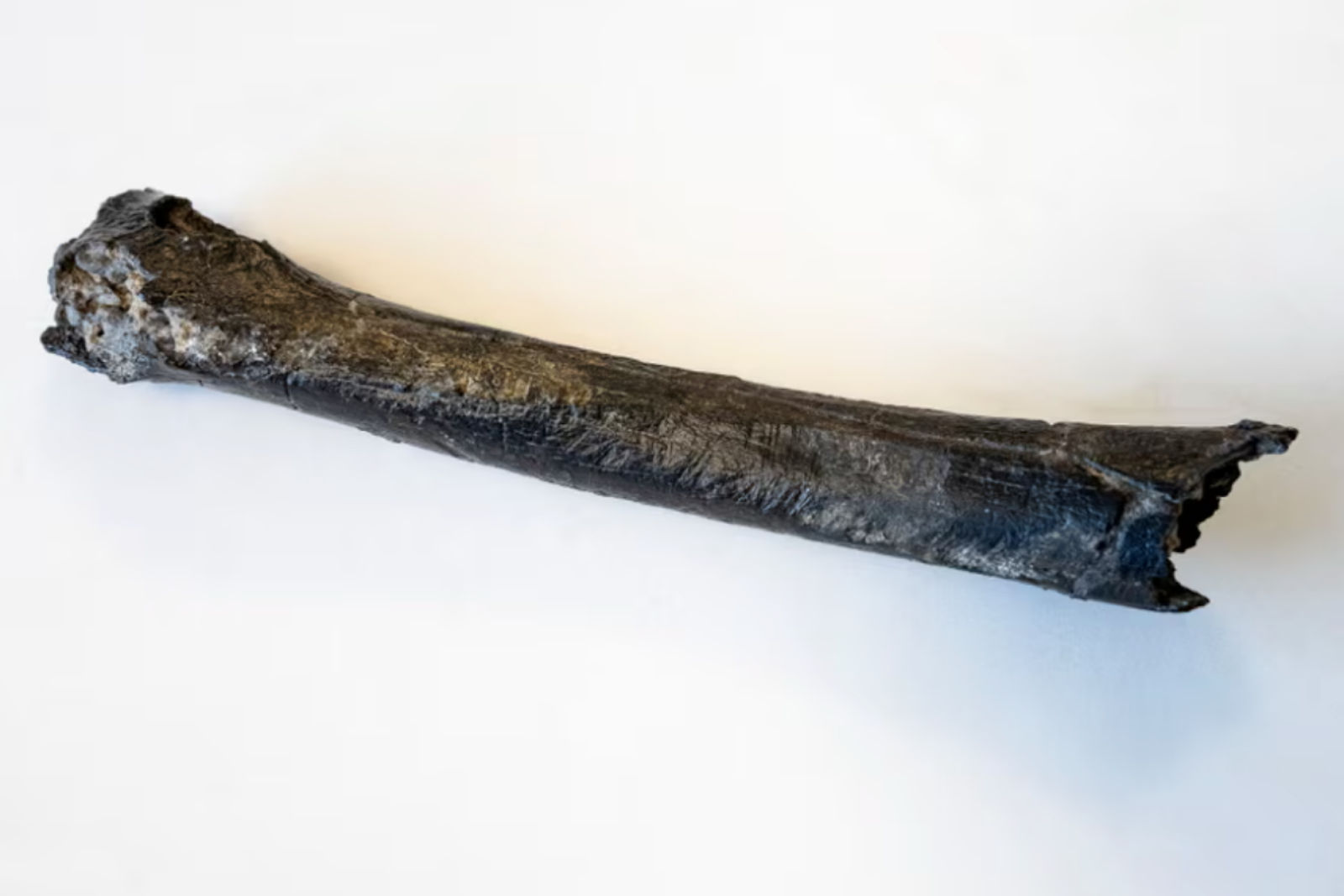 Toumaï : ce fossile qui remet en question l’histoire de l’humanité