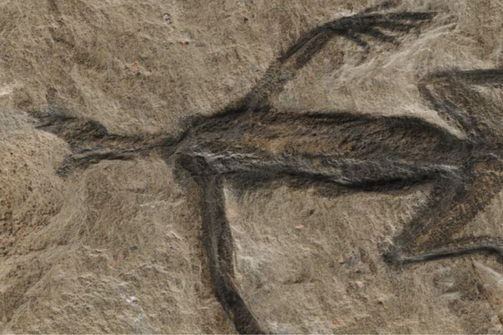 Un fossile étudié depuis 90 ans cachait ce détail… qui change tout