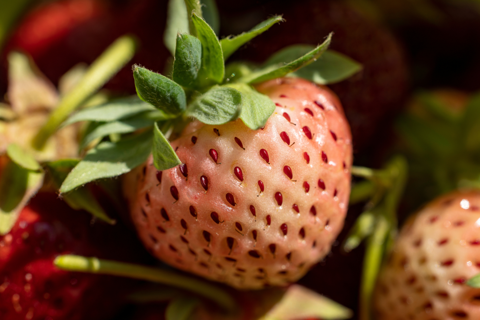 Des fraises dès maintenant et tout l’été : les variétés à ne pas rater