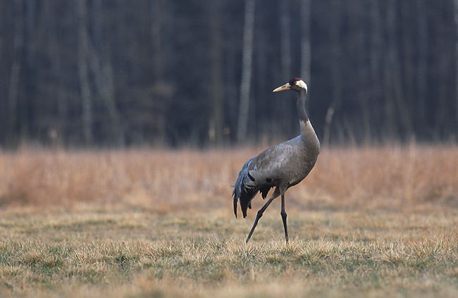 Définition | Grue cendrée - Grus grus