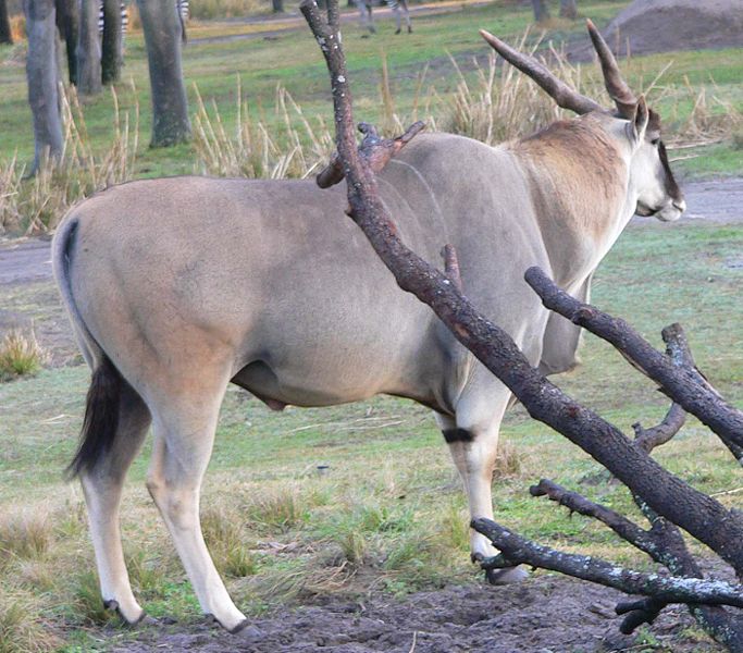 Définition | Éland - Taurotragus Oryx