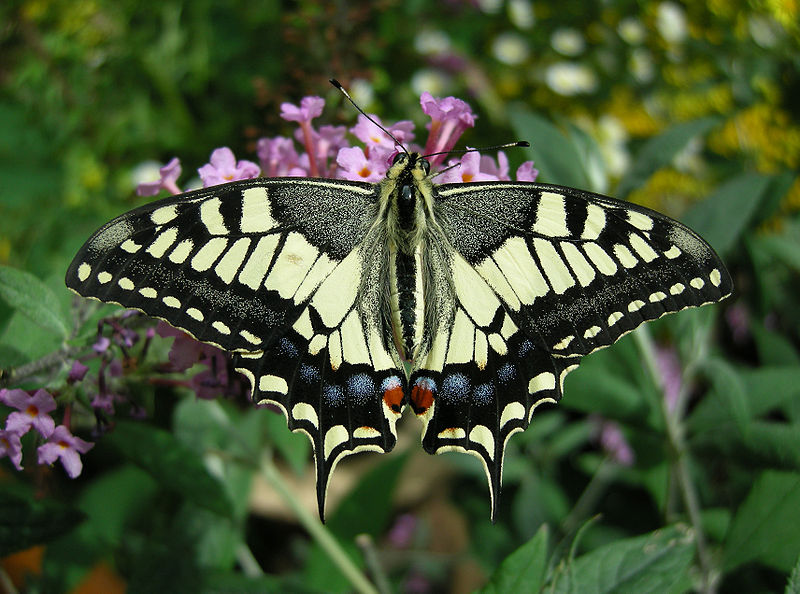 Définition | Machaon - Papilio machaon - Grand porte-queue