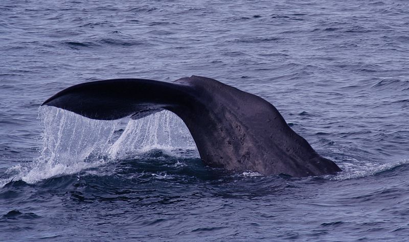 Définition | Cachalot - Physeter macrocephalus - Cachalot macrocéphale ...