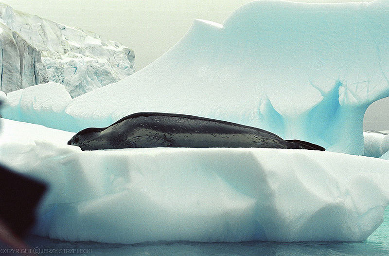 Définition | Léopard de mer - Hydrurga leptonyx - Léopard des mers